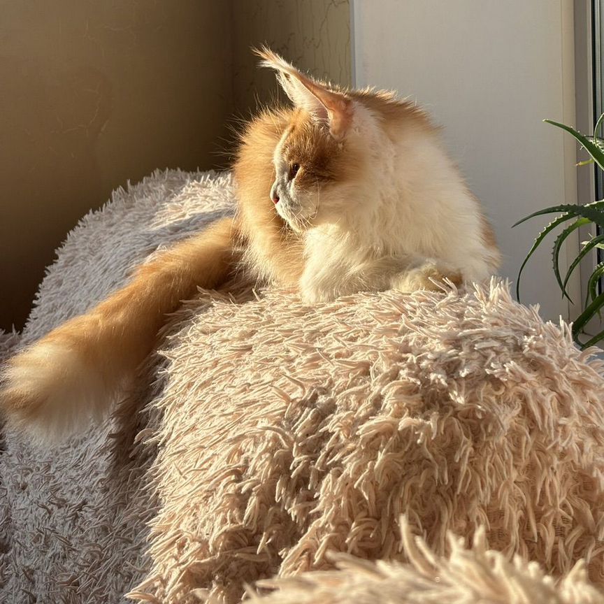 Мейн-кун, взрослый кот