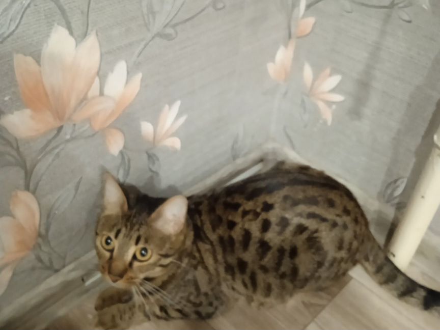 Кошка на половину бенгальская, бесплатно