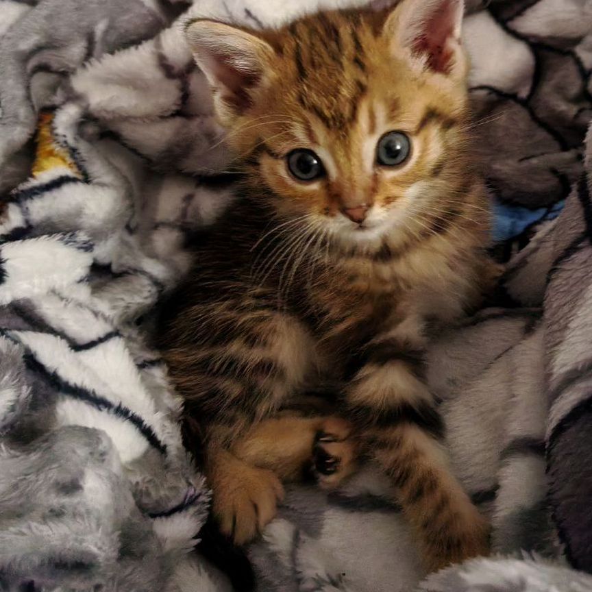 Котёнок в добрые руки