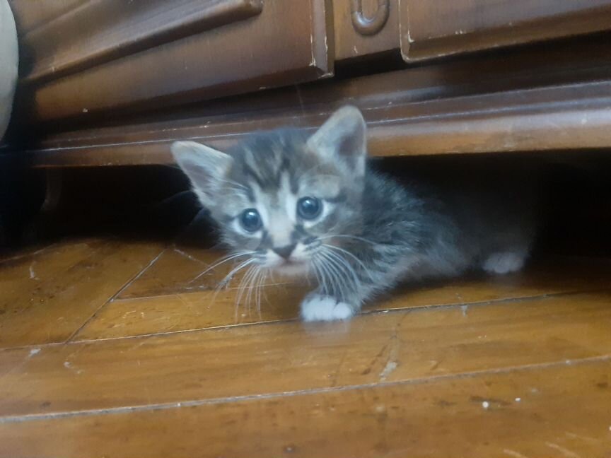Котенок