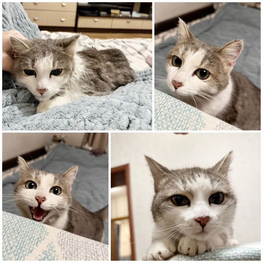Кошка может снова стать бездомной