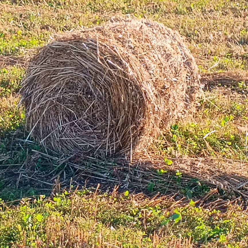 Сено в мини рулонах солома овёс