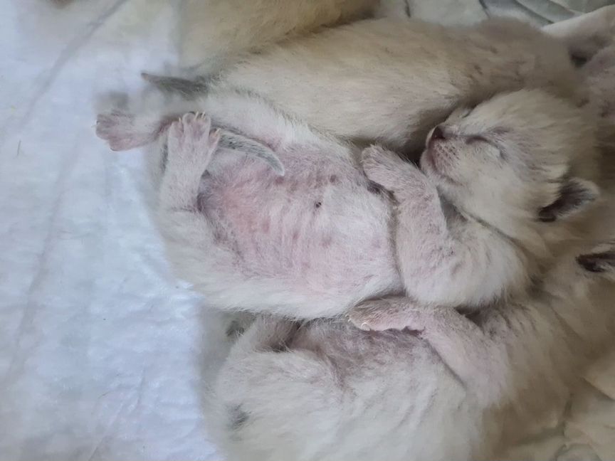 Тайские котята открыта бронь