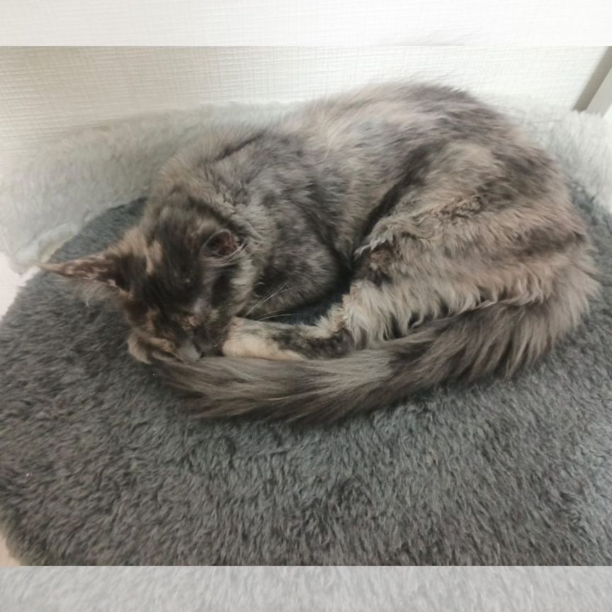 Котята майкун