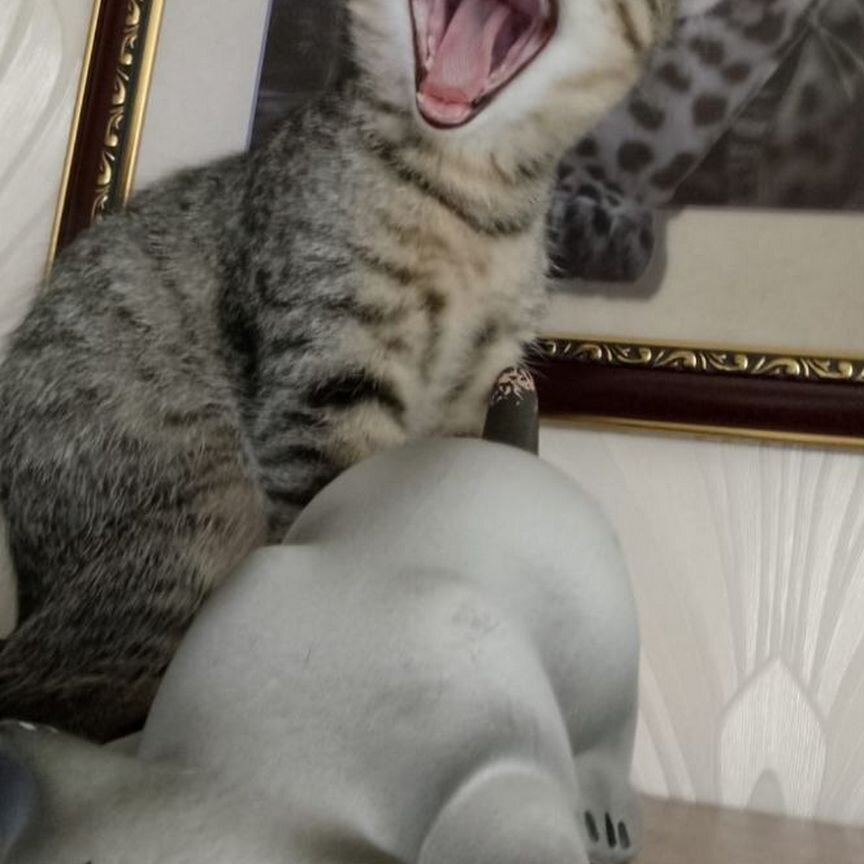 Котенок