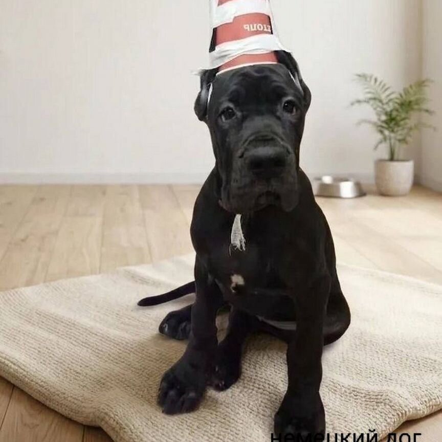 Немецкий дог, щенок