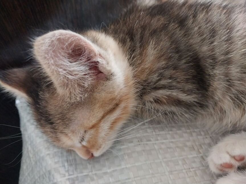 Кошка в дар бесплатно