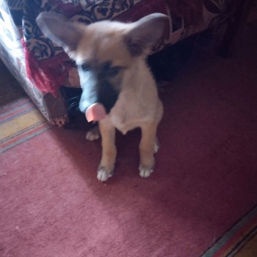 Щенок овчаренок