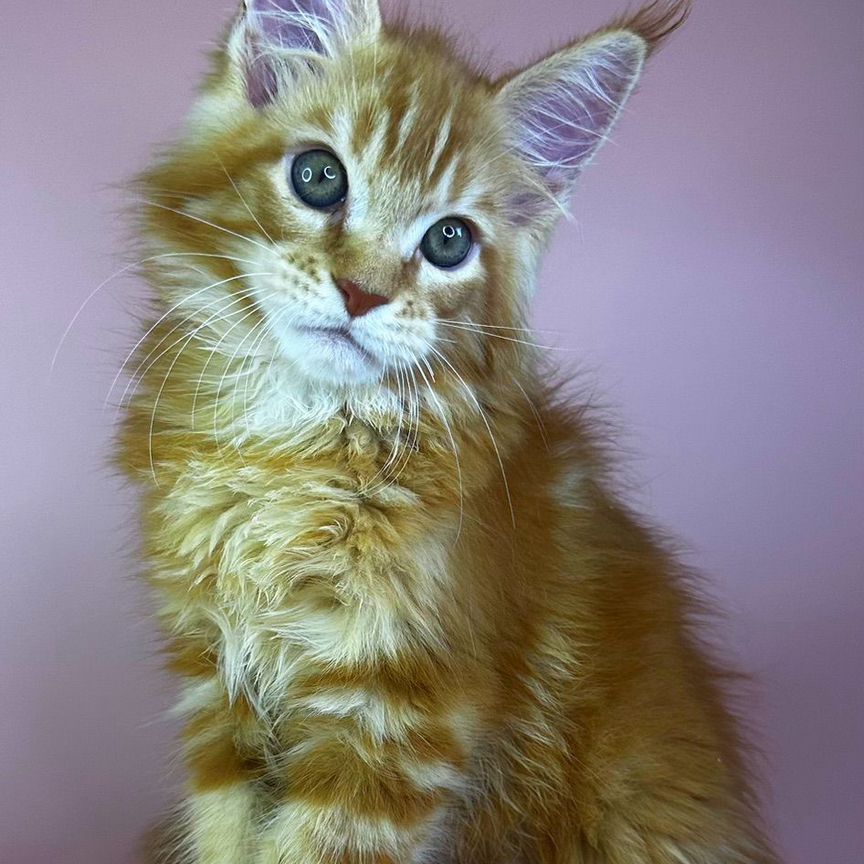 Котята мейн-кун эксклюзивный окрас