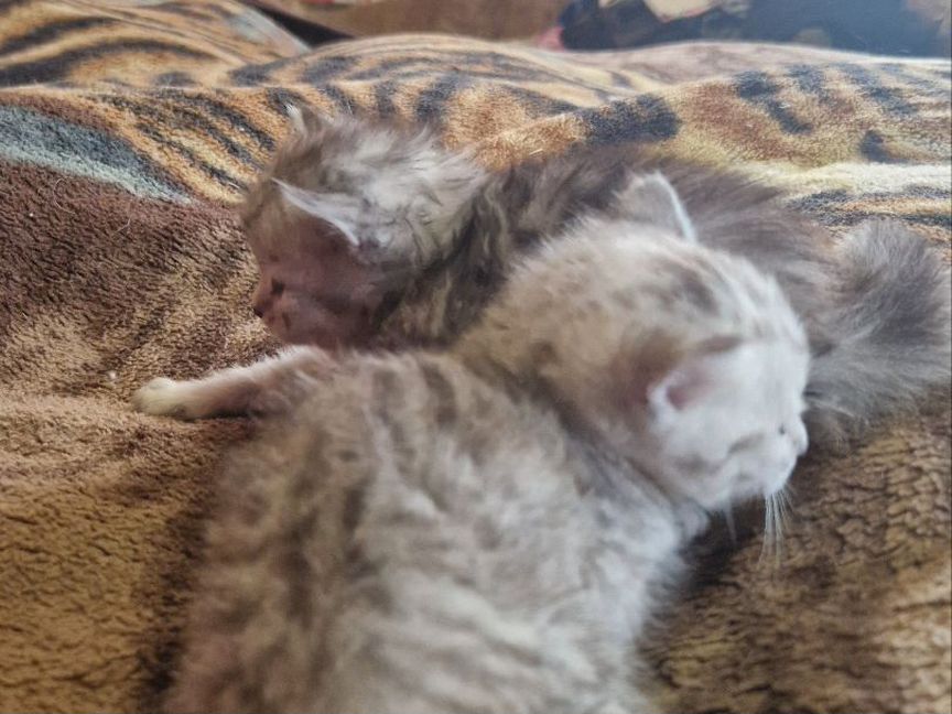Котята