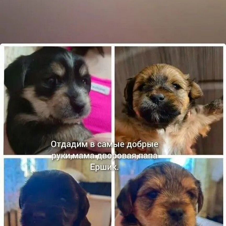 Щенки в добрые руки бесплатно маленькая порода