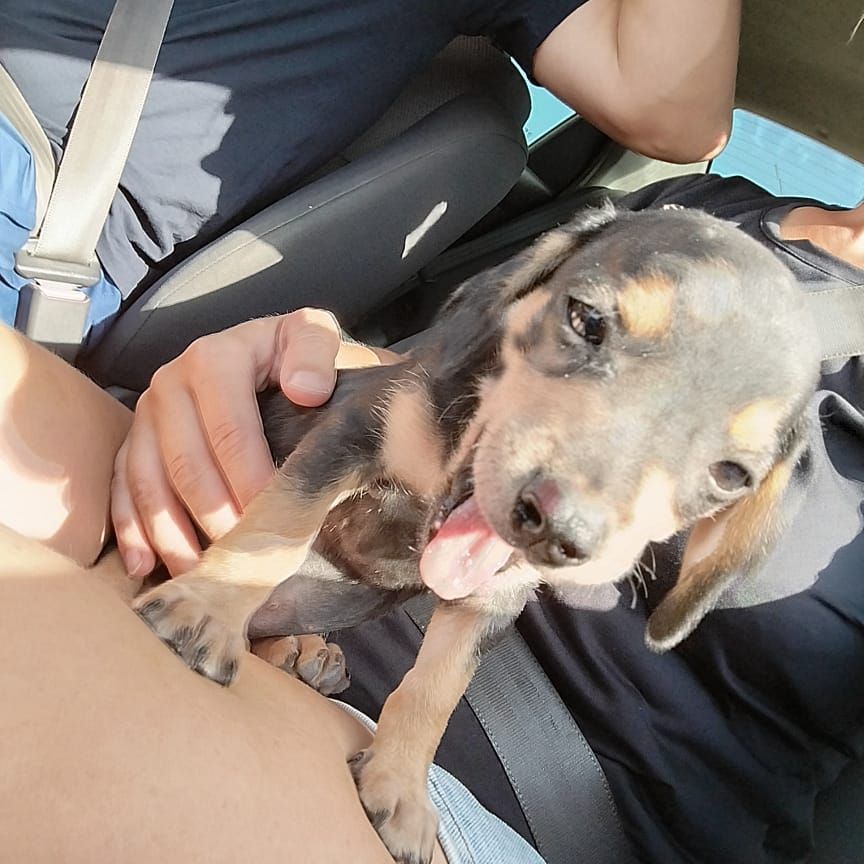 Щенок таксы ищет дом, в добрые руки