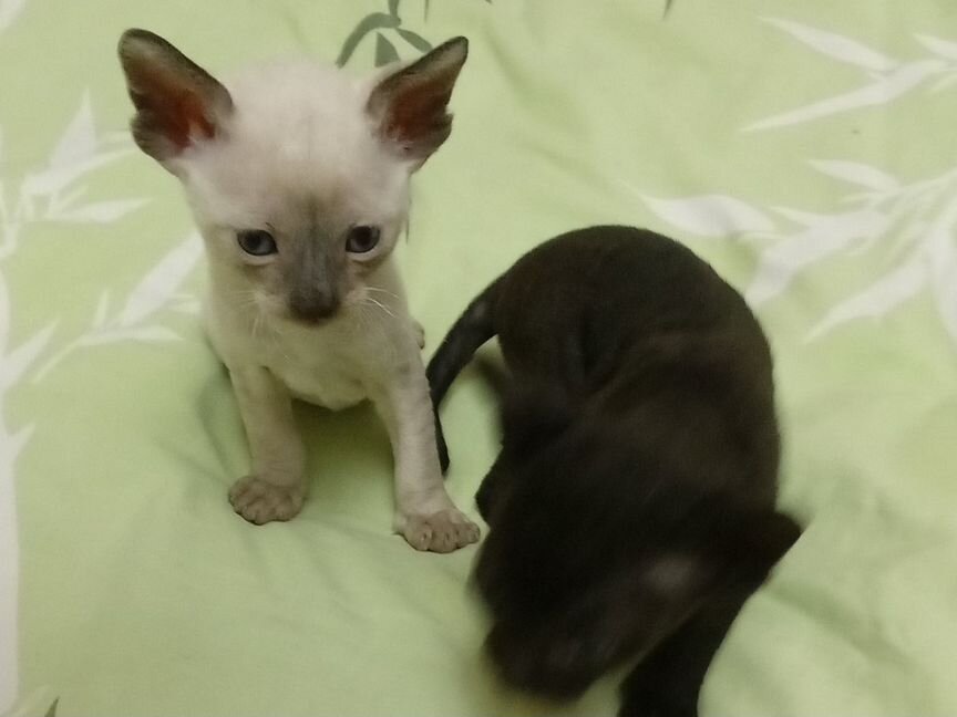Котята корниш-рекс