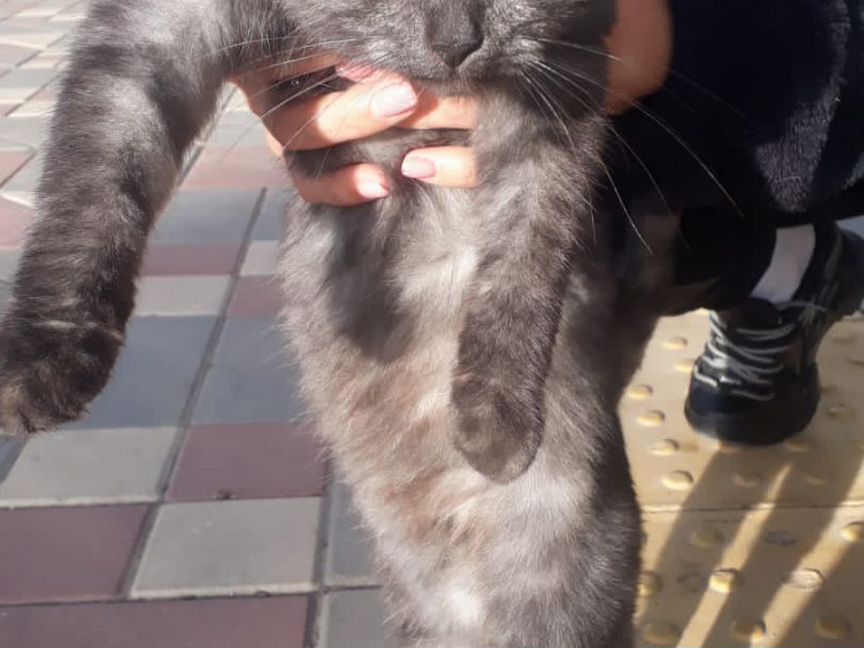 Найдена кошка, Эльвира