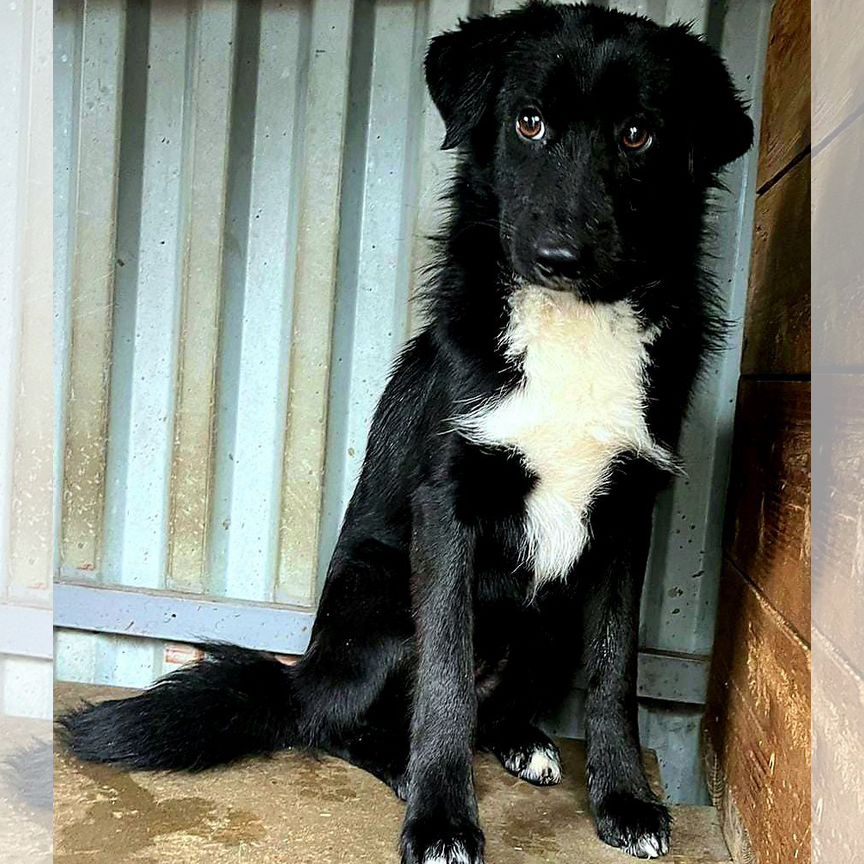 Щенок в добрые руки