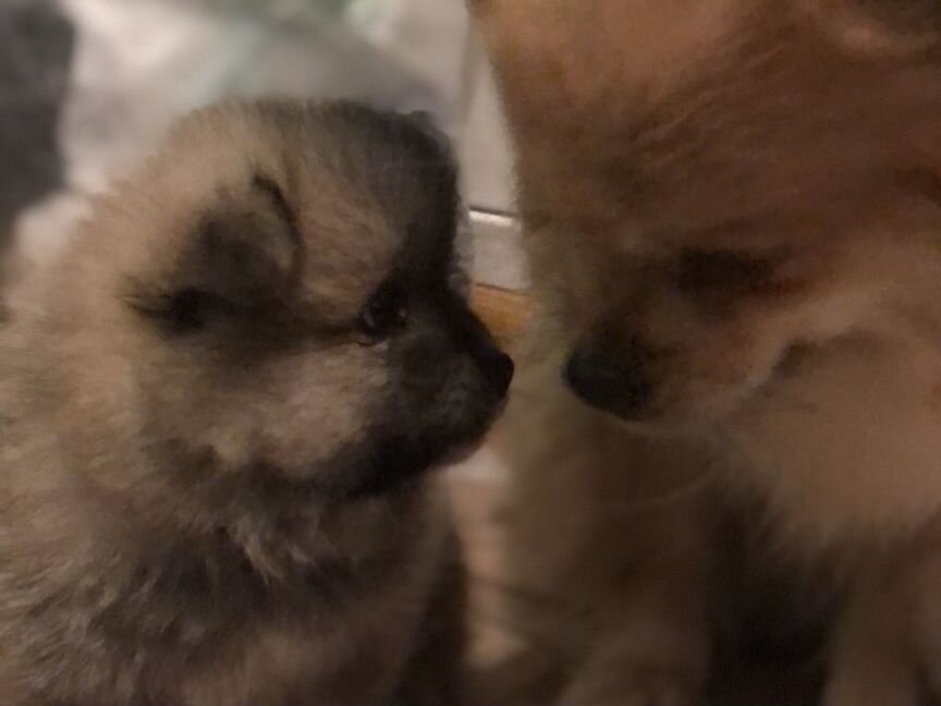 Щенки немецкого шпица