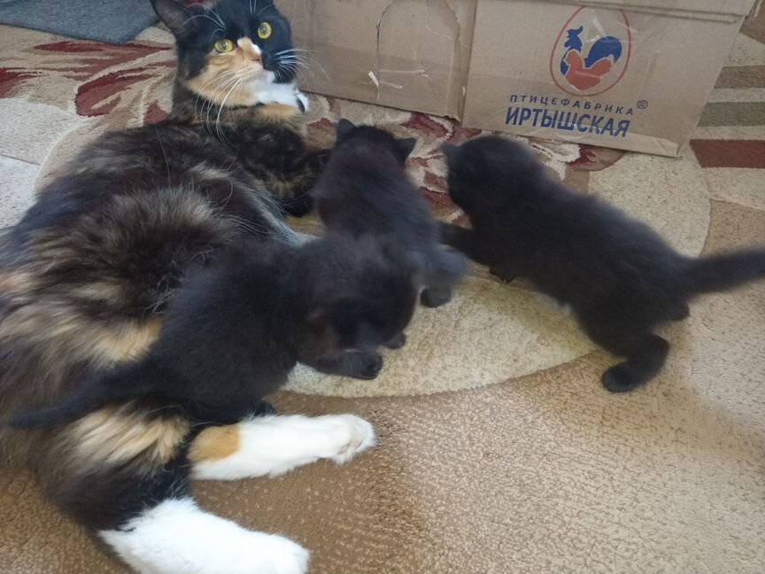 Прикольные котята