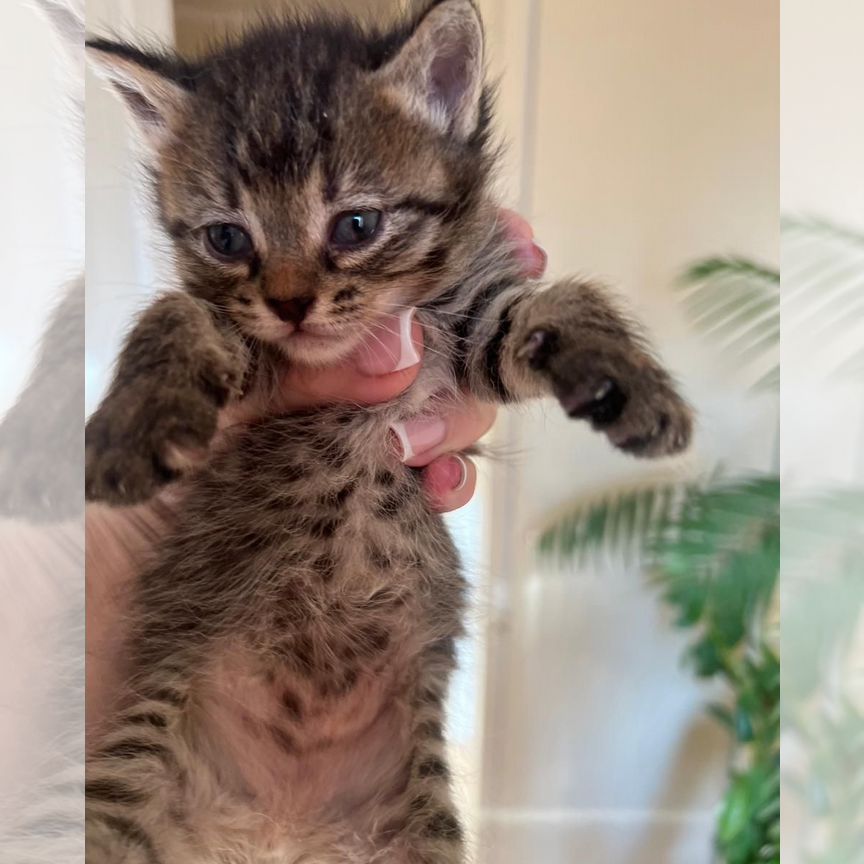Отдам в добрые руки котенка, девочку один месяц