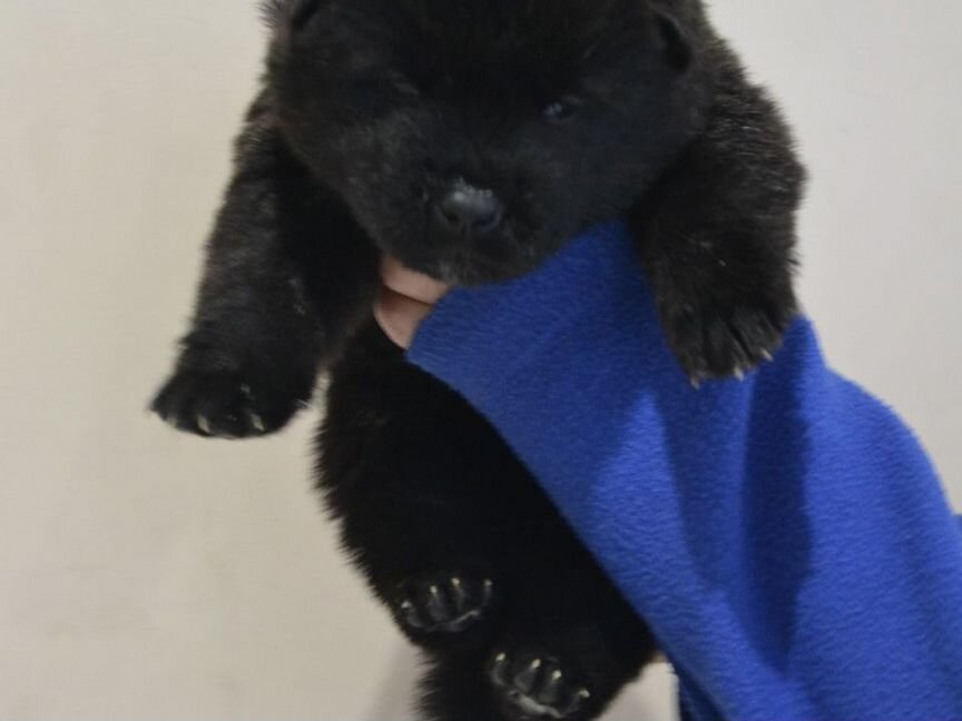 Щенки американской акиты