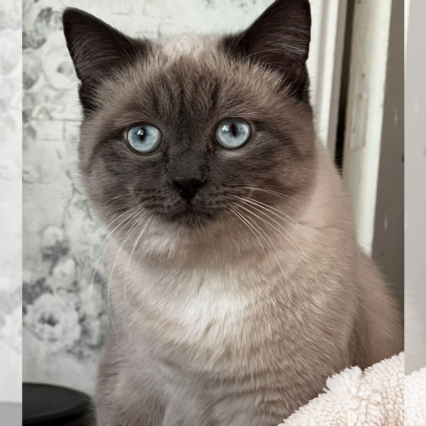 Шотландская вислоухая короткошёрстная, взрослая кошка