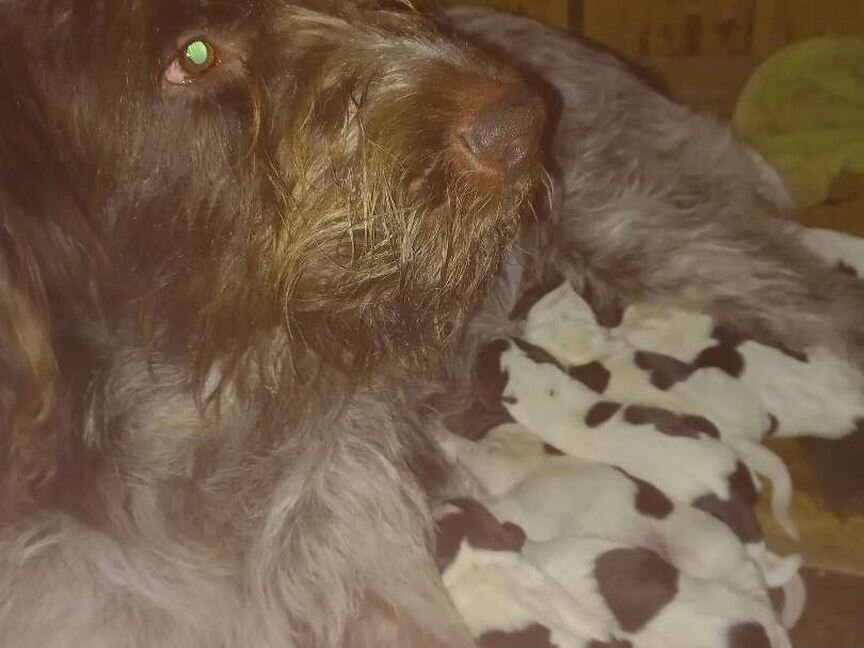 Щенки дратхаара