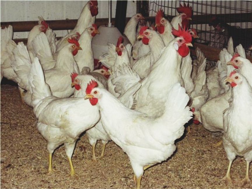 Куры несушки с бесплатной доставкой