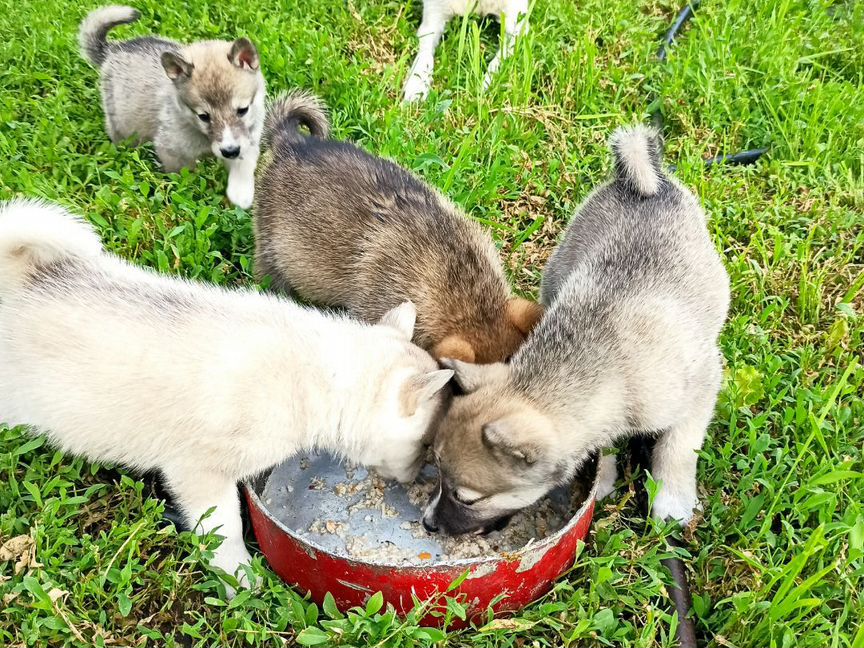 Западно сибирская лайка