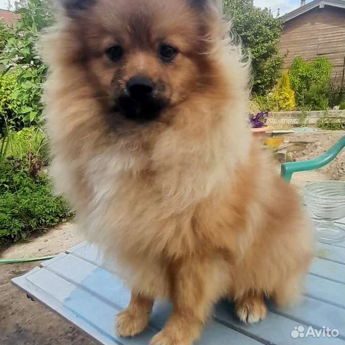 Два проказника - братик и сестричка