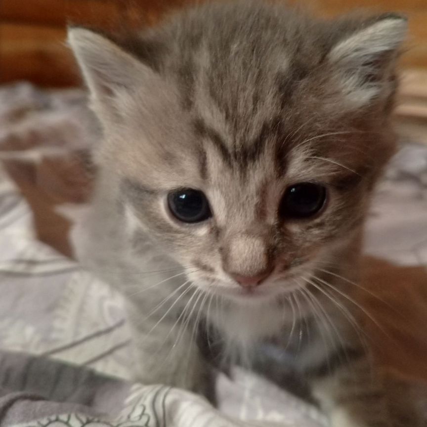 Отдам котенка в добрые руки