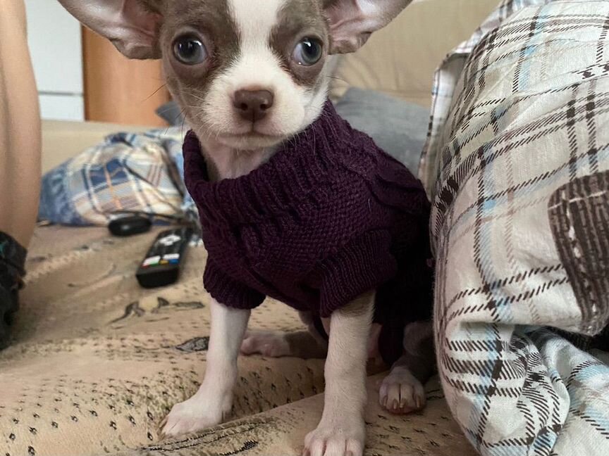 Чихуахуа девочка лиловая