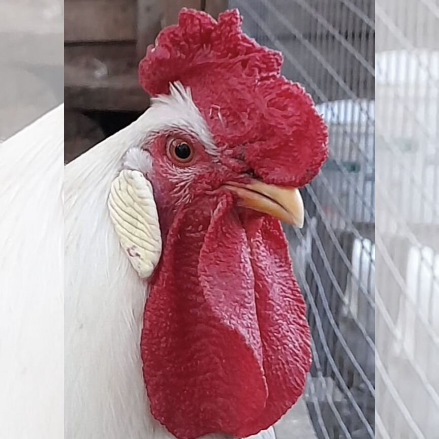 Петух породы леггорн