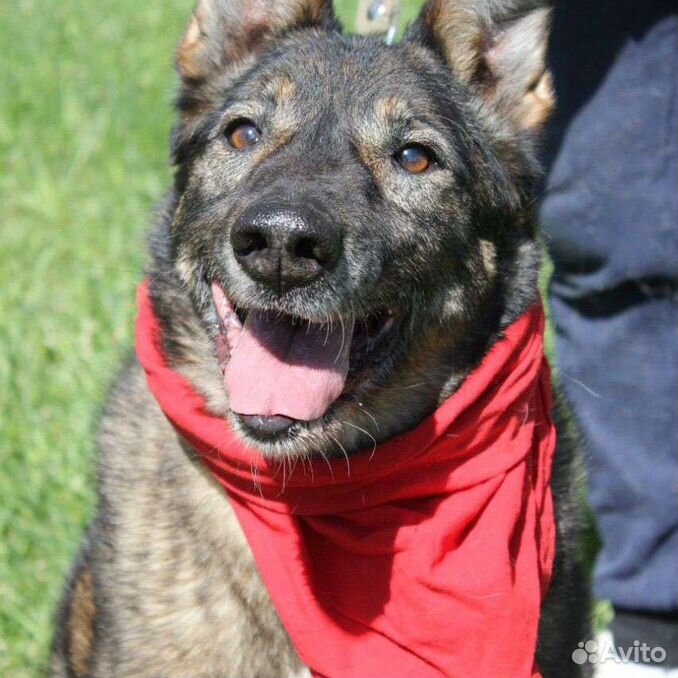 Собака совсем без зубов