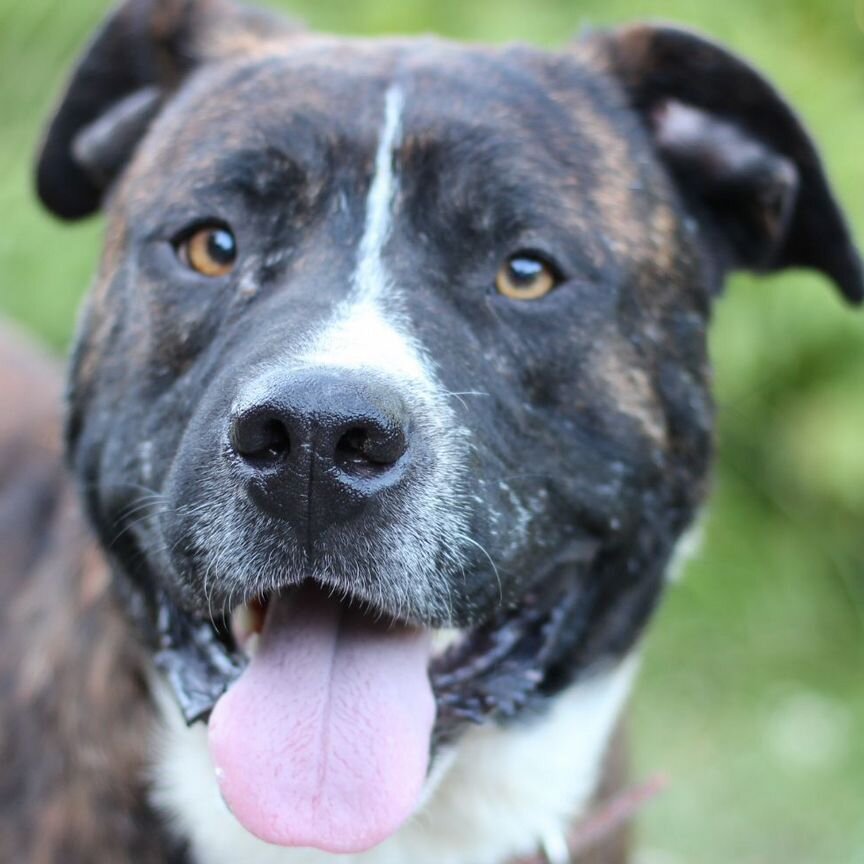 Стаффордширский терьер