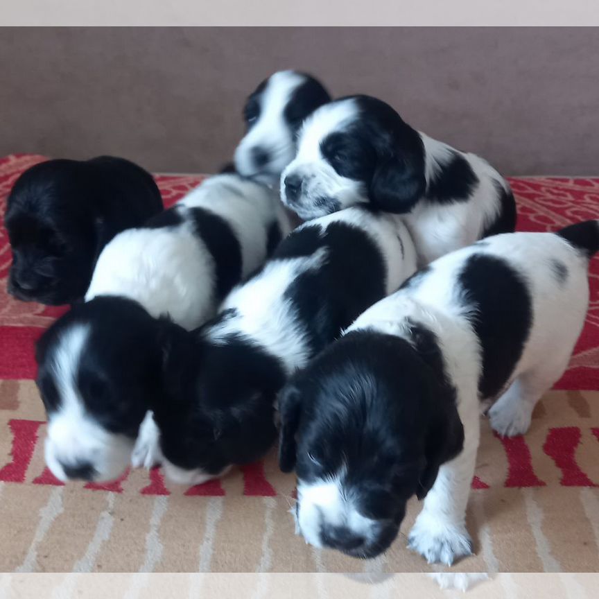 Русский охотничий спаниель, щенок