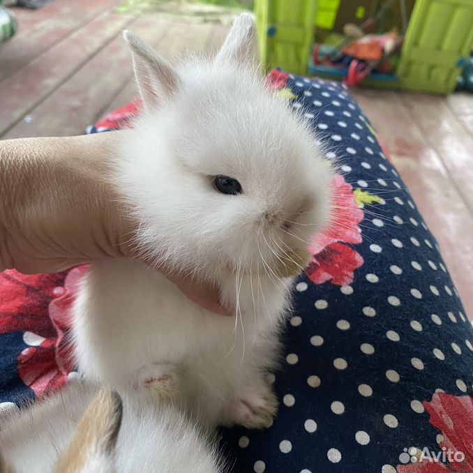 Декоративные крольчата