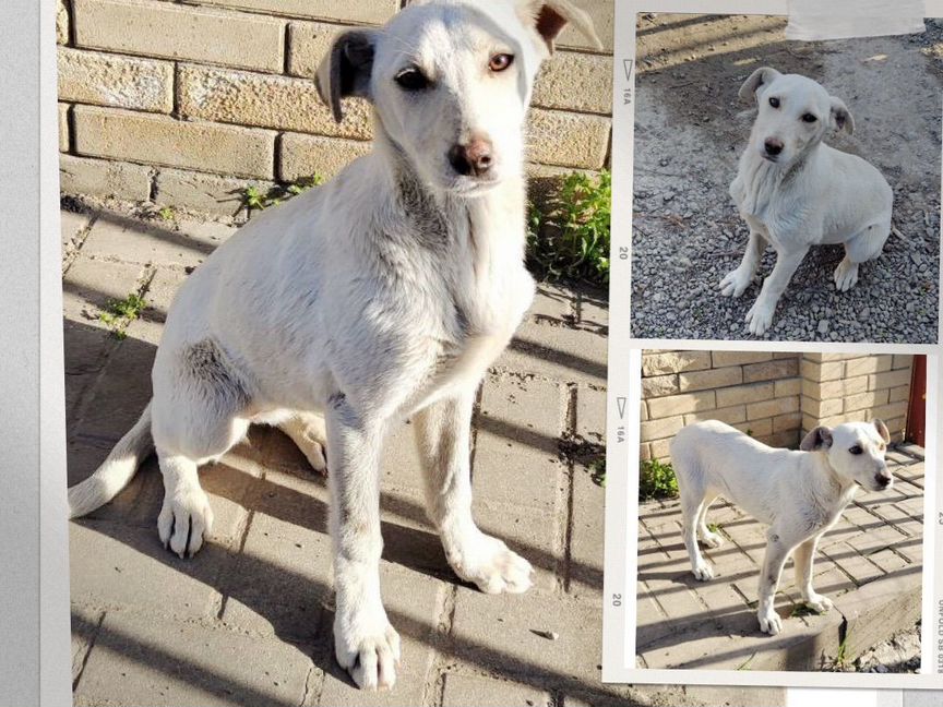 Леечка в поиске дома