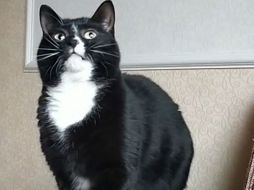 Кошка Дуся ищет дом. Дусе 1 год