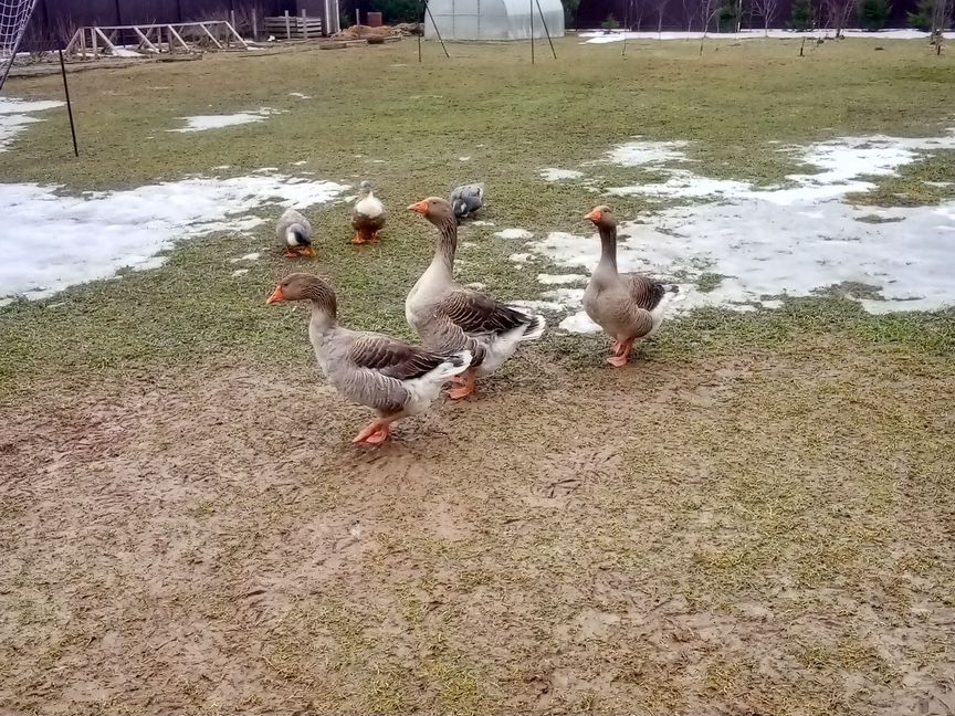 Гусь и 2 гусыни