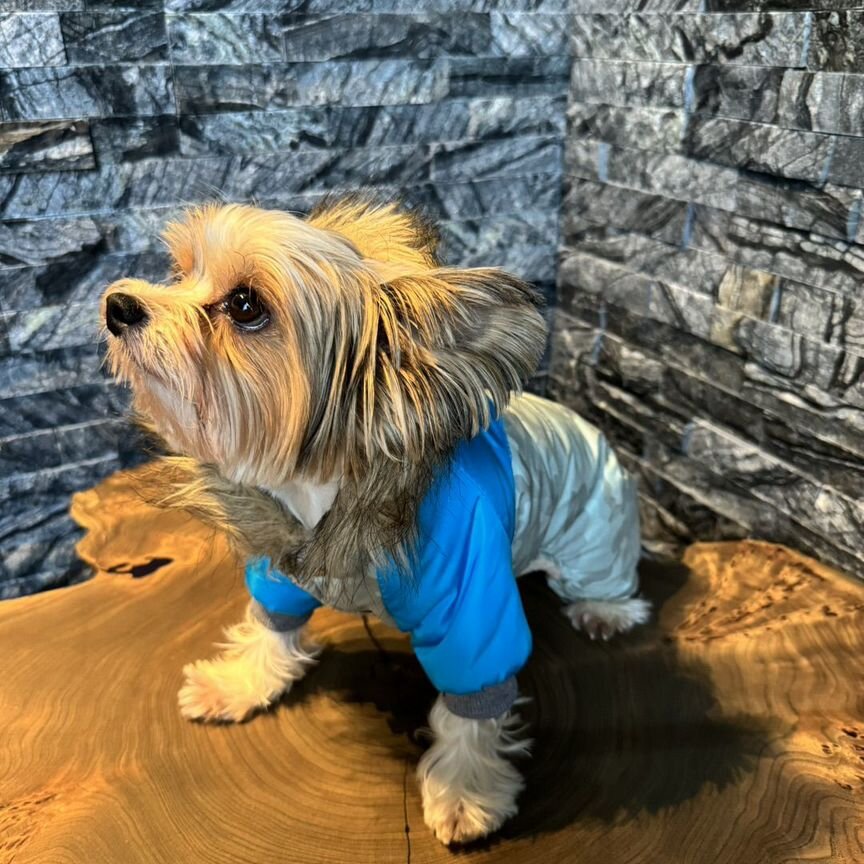 Комбинезон для маленькой собаки