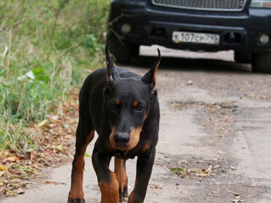 Щенок добермана РКФ