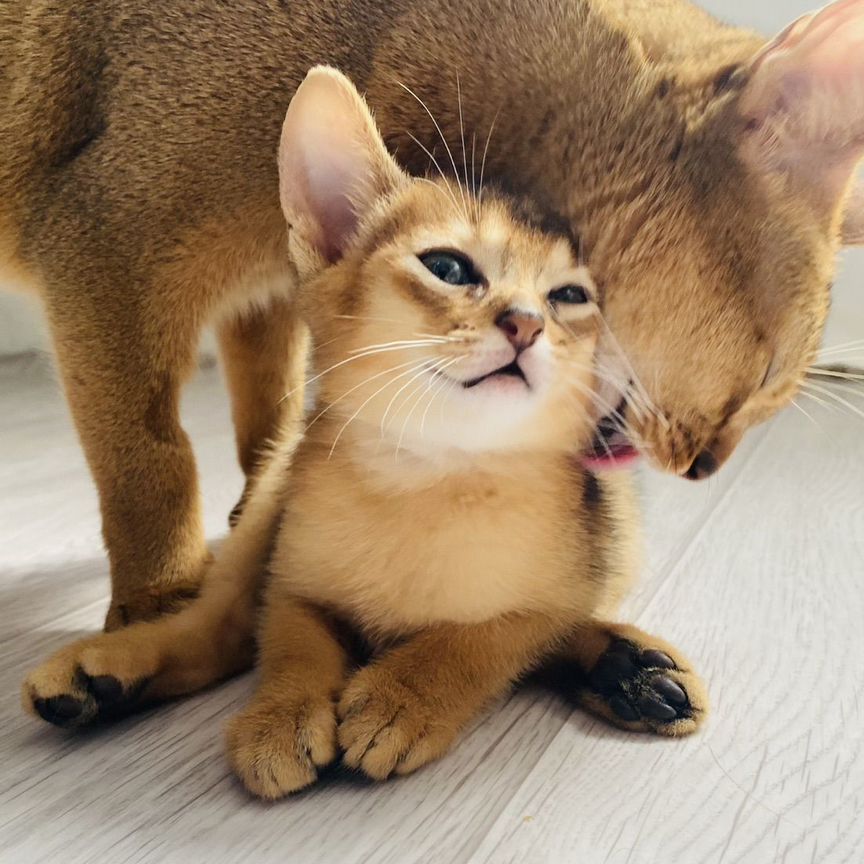 Абисинский котенок