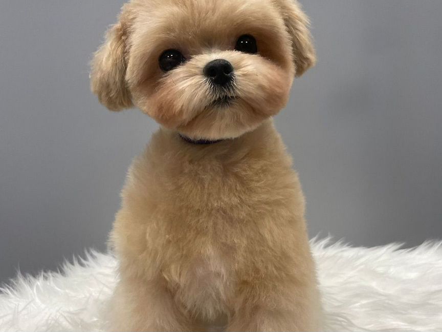 Мальтипу micro для вязки (мальчик)