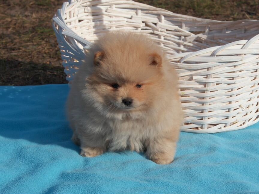 Померанский шпиц щенок мальчик