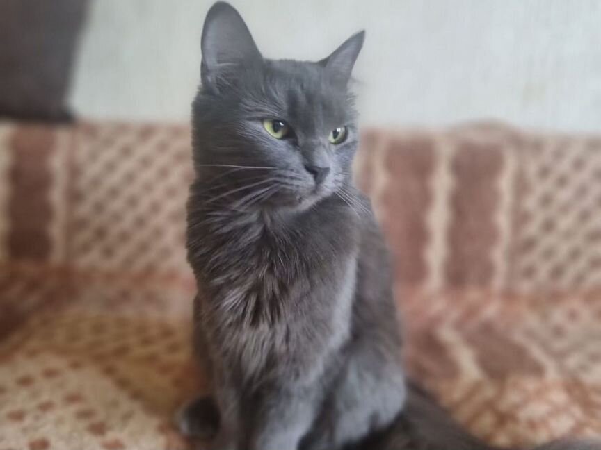 Красивая кошечка
