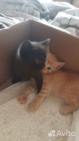 Котята