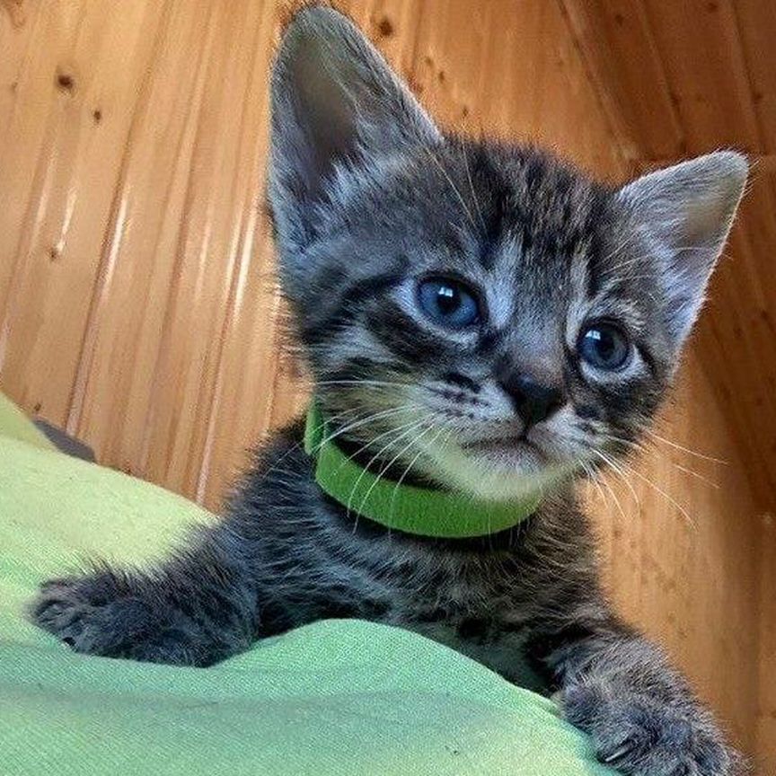 Самые красивые котята малыши