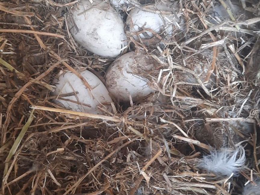 Инкубационное яйцо гуся индоутки