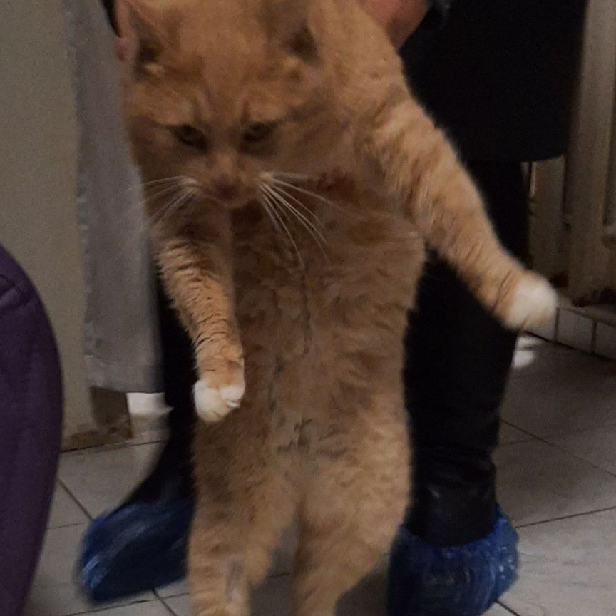 Ласковый рыжий кот Лео