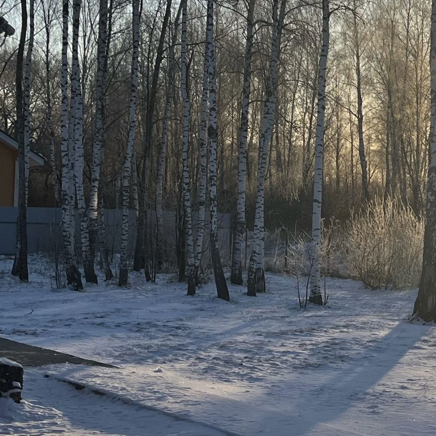 Американский стаффордширский терьер, взрослая собака