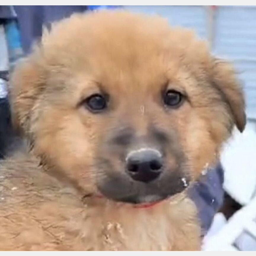 Щенок Машенька пропадает на улице